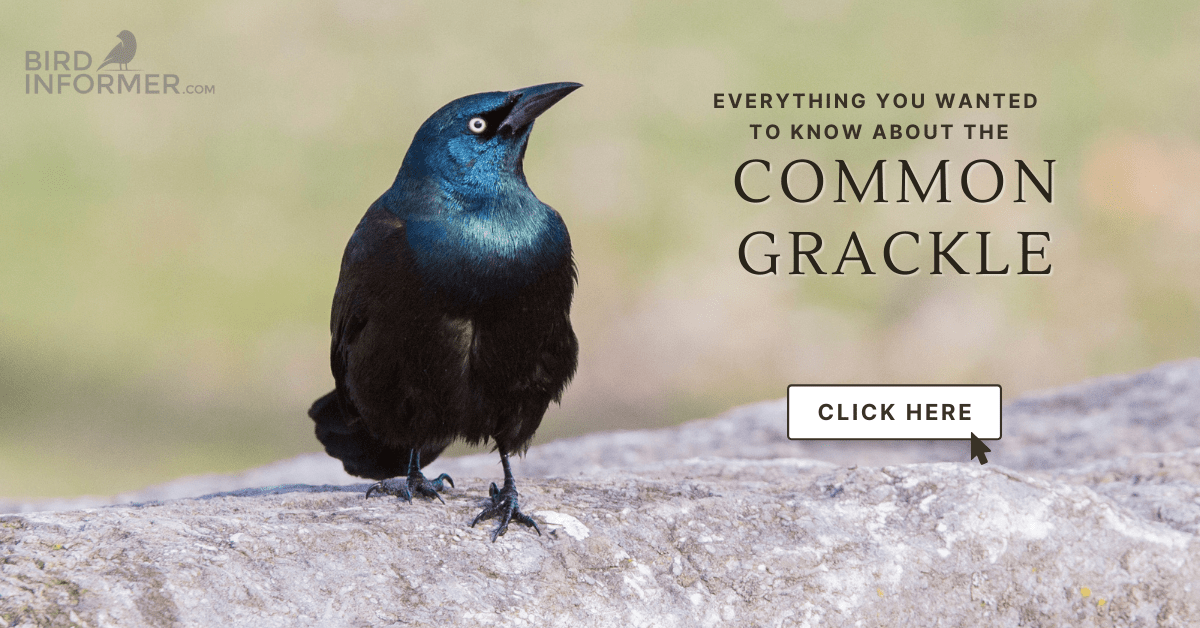 Common Grackle: Bird Identification, Habits, Facts, Nesting - Bird Informer Common Grackle: Bird Identification, Habits, Facts, Nesting - Bird Informer