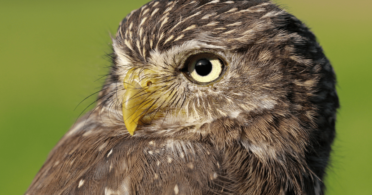 Ferruginous pygmy owl - Bird Informer Ferruginous pygmy owl - Bird Informer