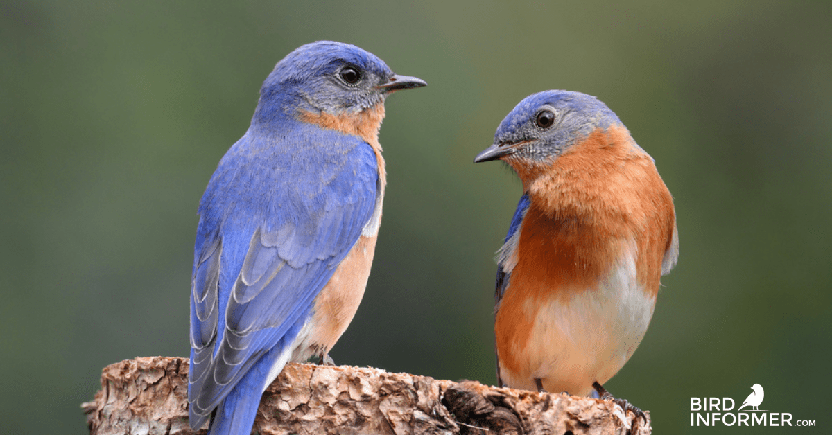 What Color Are Bluebird Eggs Bird Informer